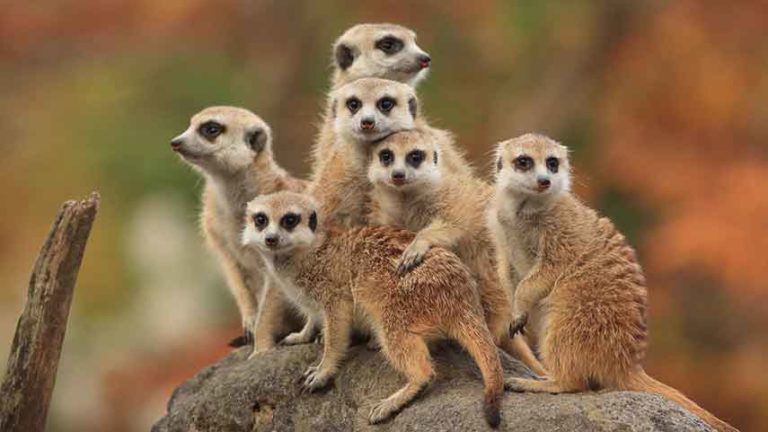 Zoo Miami - Things to do in Miami